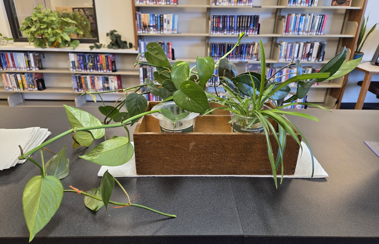 Plant Propagation Station | South Haven Memorial Library